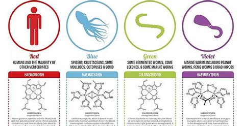 What On Gods Green Earth Is A Penis Worm Imgur