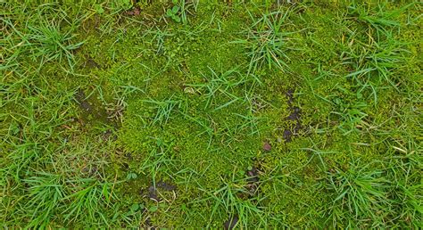 How To Get Rid Of Crabgrass Naturally Southern Reside