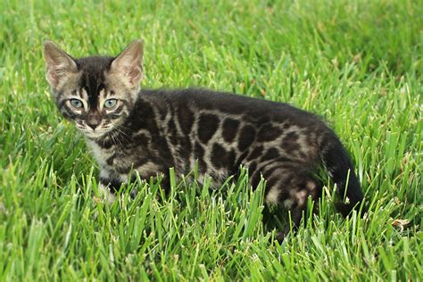 Charcoal Bengal Cat