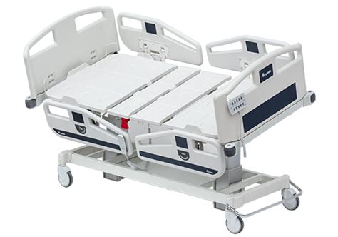 Mys 5520ne Meyosis