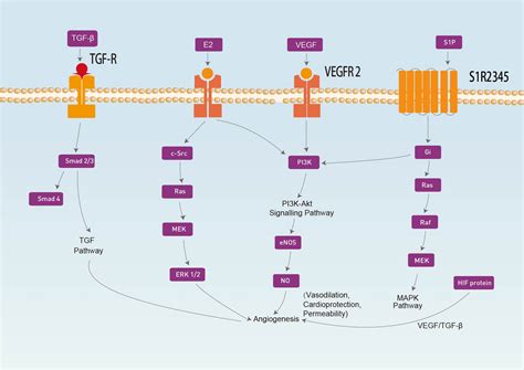 Angiogenesis Signaling Pathway Abmole Bioscience