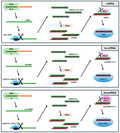 Small Interfering Rnas As Critical Regulators Of Plant Life Process