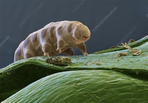 Tardigrade Sem Stock Image C057 4181 Science Photo Library