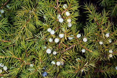 Juniperus Communis Cupressaceae