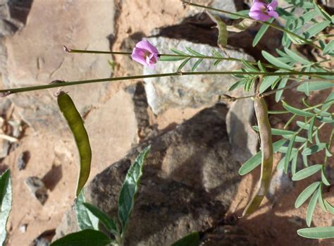 Tephrosia Purpurea Biodiversité Végétale Du Sud Ouest Marocain