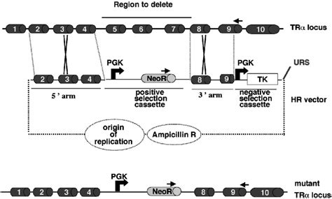 The Homologous Recombination Vector The Backbone Plasmid Is Figured As