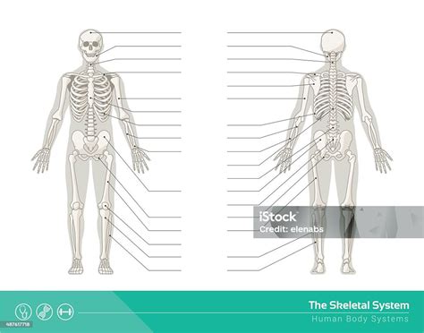Human Skeleton Diagram Unlabeled