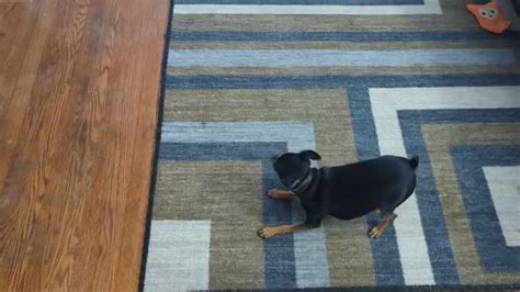 Silly Potato Album On Imgur