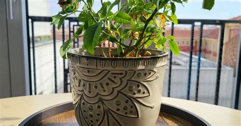 Multi Purpose Tray For Plants And More By Apa 86 Download Free Stl