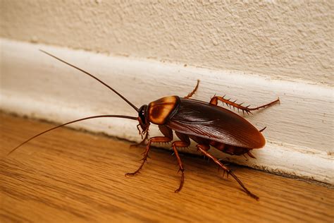 How To Get Rid Of Roaches Fast And Permanently In Florida And Georgia