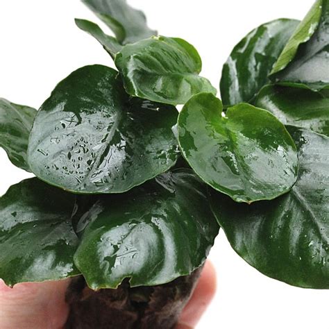 Saxon Anubias Coin Leaf