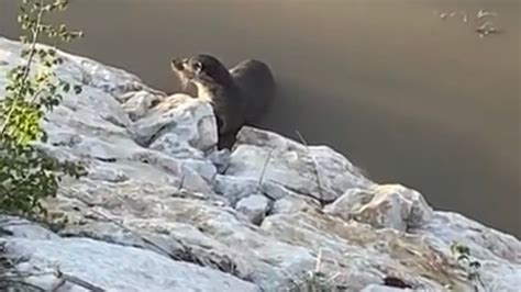 Nesli Tehdit Altındaki Su Samuru Dersimde Görüntülendi