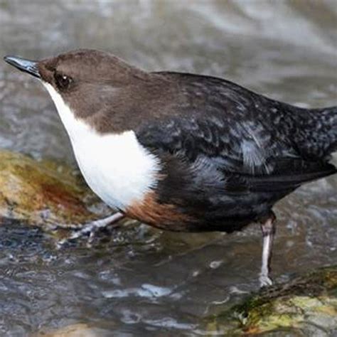 Is The Dipper A Rare Bird Diy Seattle