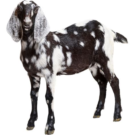 Anglo Nubian Goat Goat Phillips Park Zoo
