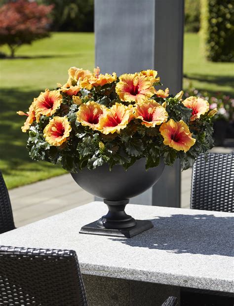 Hibisqs® Colourful Plants For Your Home And Garden — Graff Breeding As