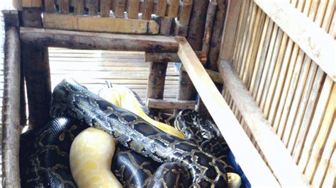 Florida Officials Find 5 Foot Alligator Inside Burmese Python 1059