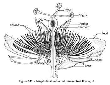 The Birds And The Bees And Passionfruit Paol Soren