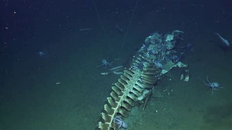 Whale Fall Actively Devoured By Scavengers At Davidson Seamount