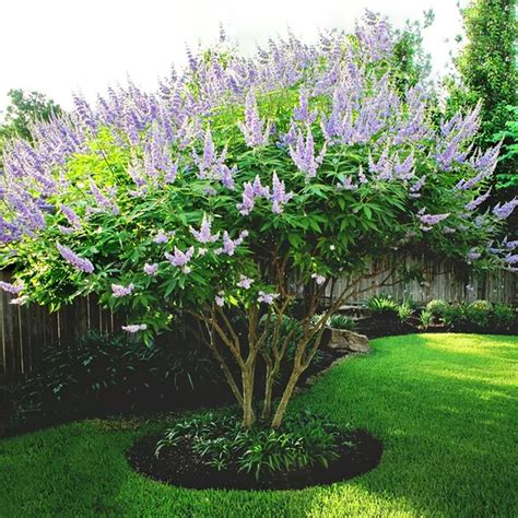 Vitex Shoal Creek Rogers Spring Hill Plant Database Rogers Spring