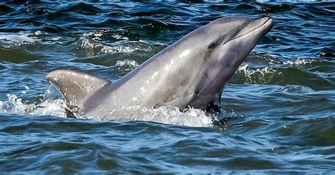 Dolphin Album On Imgur