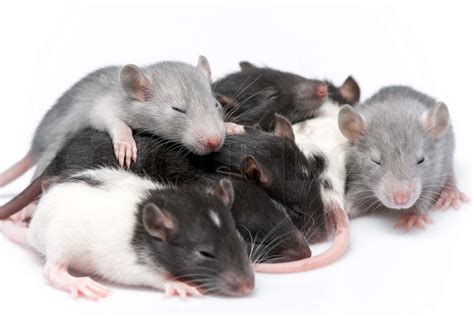 Cute White Rats