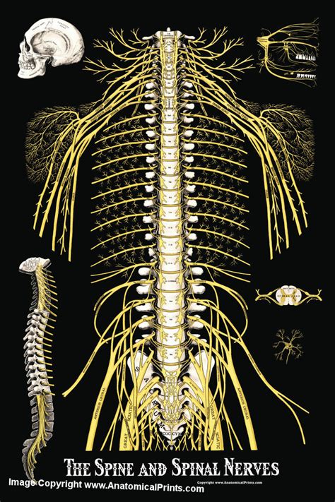 Spinal Nerve Roots Spinal Cord Anatomy Nopsqz