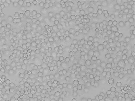 Sf9 Cells Float Or Clump And Float After Passaging Is There A Clue For