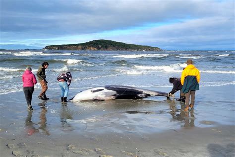 New Zealand Scientists Suspect Specimen Of Worlds Rarest Whale Died From Head Injuries