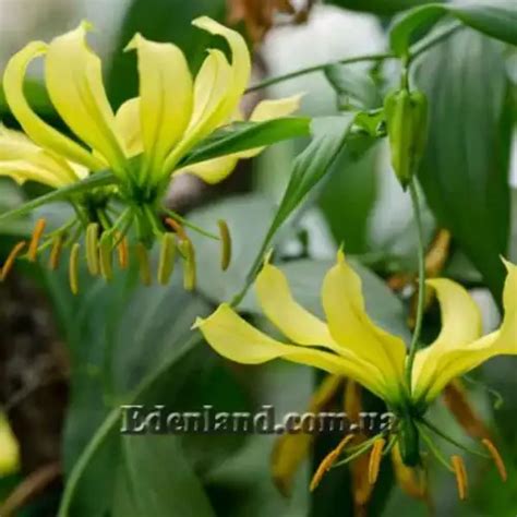 Глориоза роскошная желтая Gloriosa superba Yellow купить.
