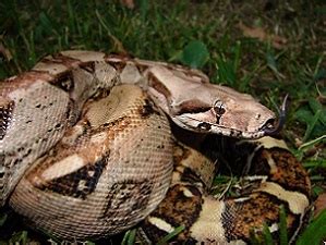 Boa Constrictors Habitat And Life Cycle