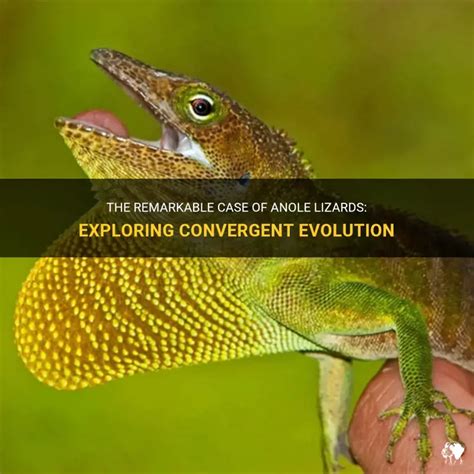 The Remarkable Case Of Anole Lizards Exploring Convergent Evolution