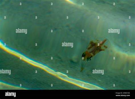 Small Colofrul Calamar Floating In Clear Water On Konnos Beach Cyprus