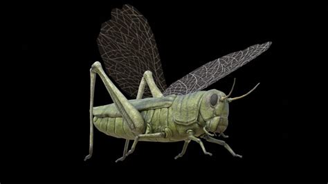 Grasshopper Blend 3d Model Download Insects On