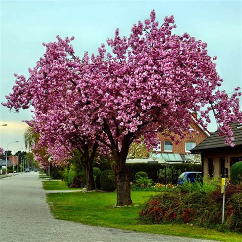 Cherry Blossom Trees Shop The Best To Grow In The Uk Roots Plants