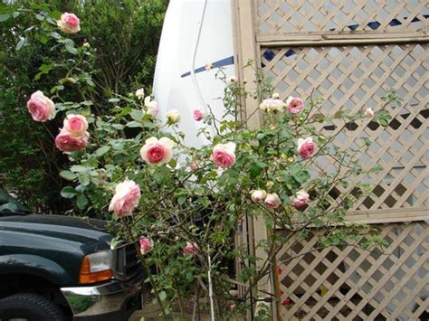 Carries Easter Roses