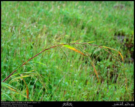 Grader Grass Themeda Quadrivalvis In Al Nabi Ayoob Area Salalah