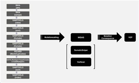 Workflow Diagram For Data Analysis And Mutation Calling After Initial Download Scientific
