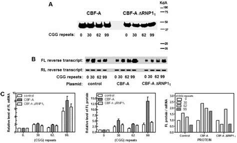 Effect Of Cbf A And Its Inactive Mutant Cbf A Δrnp11 On The