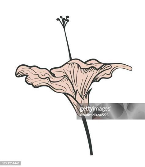 Stamen Clip Art Photos And Premium High Res Pictures Getty Images