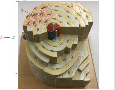 Compact Bone Tissue Diagram Quizlet
