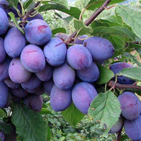 Čačanská Rodna Arbia