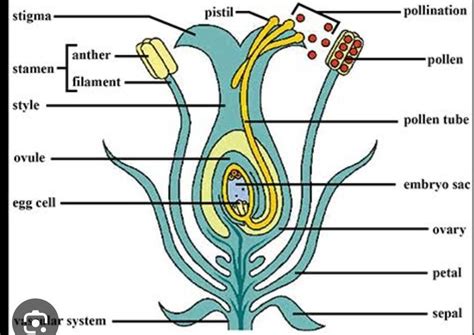 Explain The Structure Of The Reproductive Part Of The Plant With The