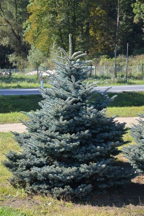 Ель голубая – фото и описание, выращивание из семян, сорта