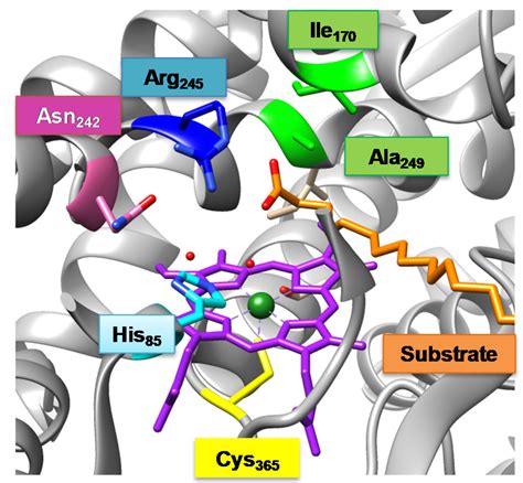 Bioengineering Of Cytochrome P450 Oletje How Does Substrate