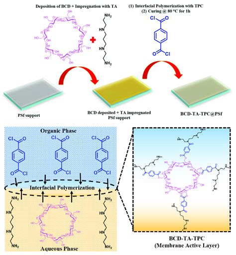 The Fabrication Phases Of Tfc Nf Polyamide Membranes Download