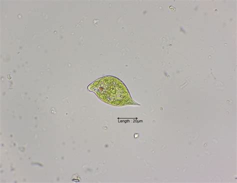 Euglena Under Microscope 40x