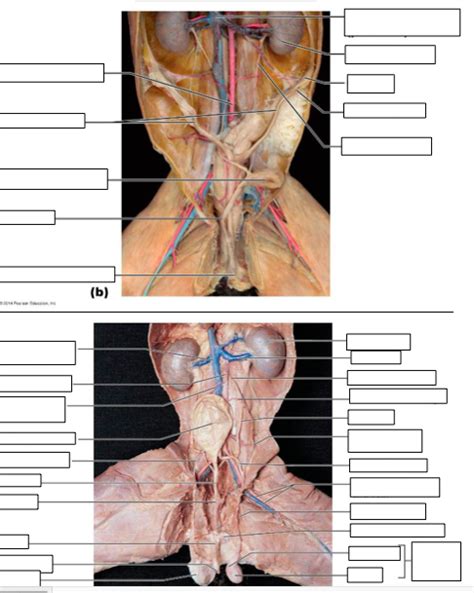 Reproductive Cat Dissection Diagram Quizlet