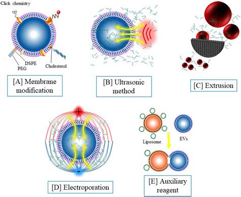 Engineering Strategies For Nucleic Acid Functionalized Extracellular Download Scientific