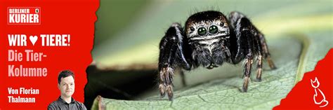 Beliebt Auf Tiktok Alle Lieben Springspinnen Darum Sind Die Süßen Achtbeiner Das Neueste Trend