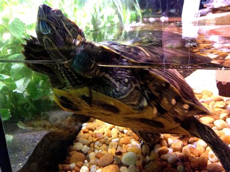 Aquarium Size For Red Eared Slider At Kathy Carter Blog